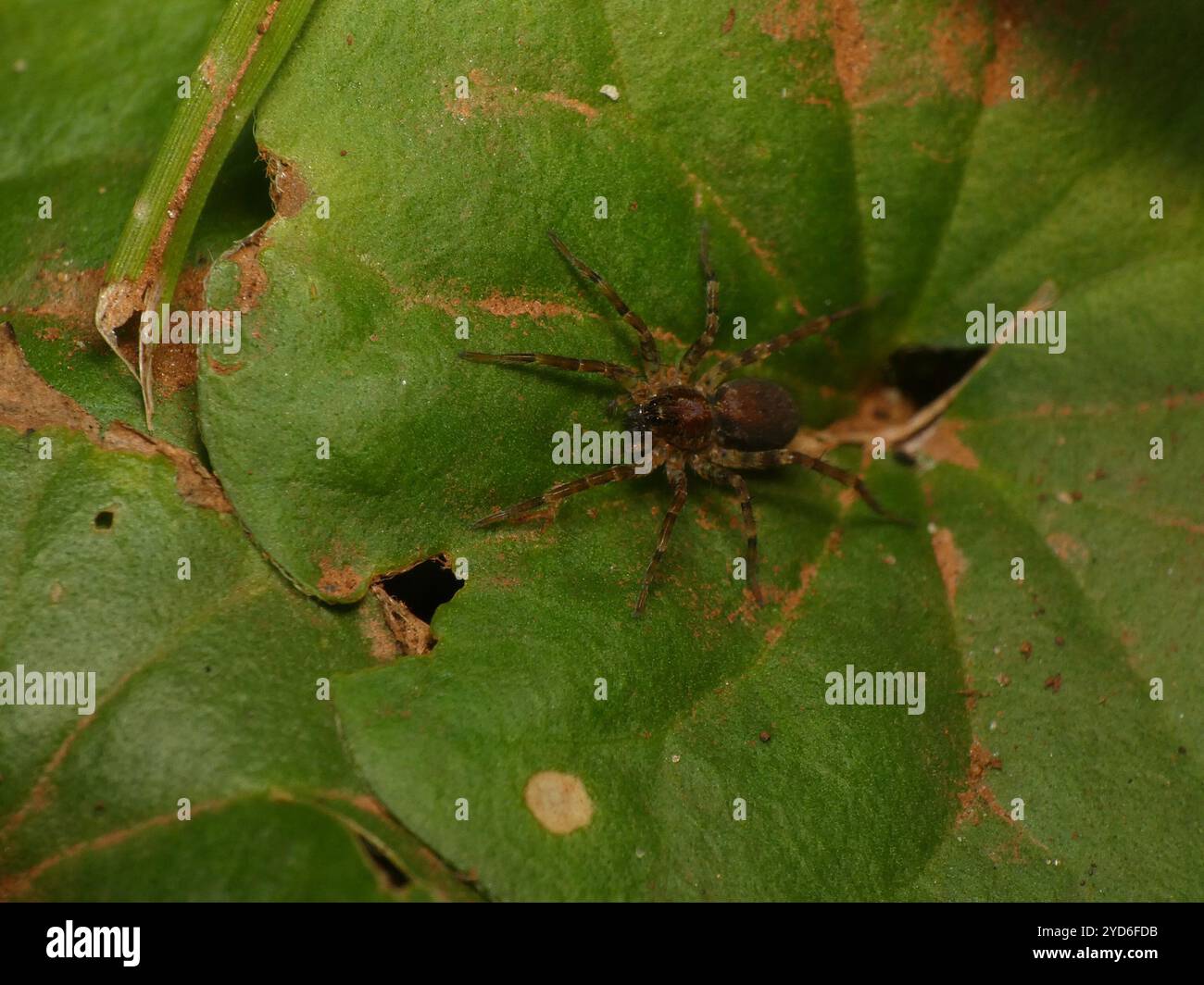 Wandering Spiders (Ctenidae Stock Photo - Alamy