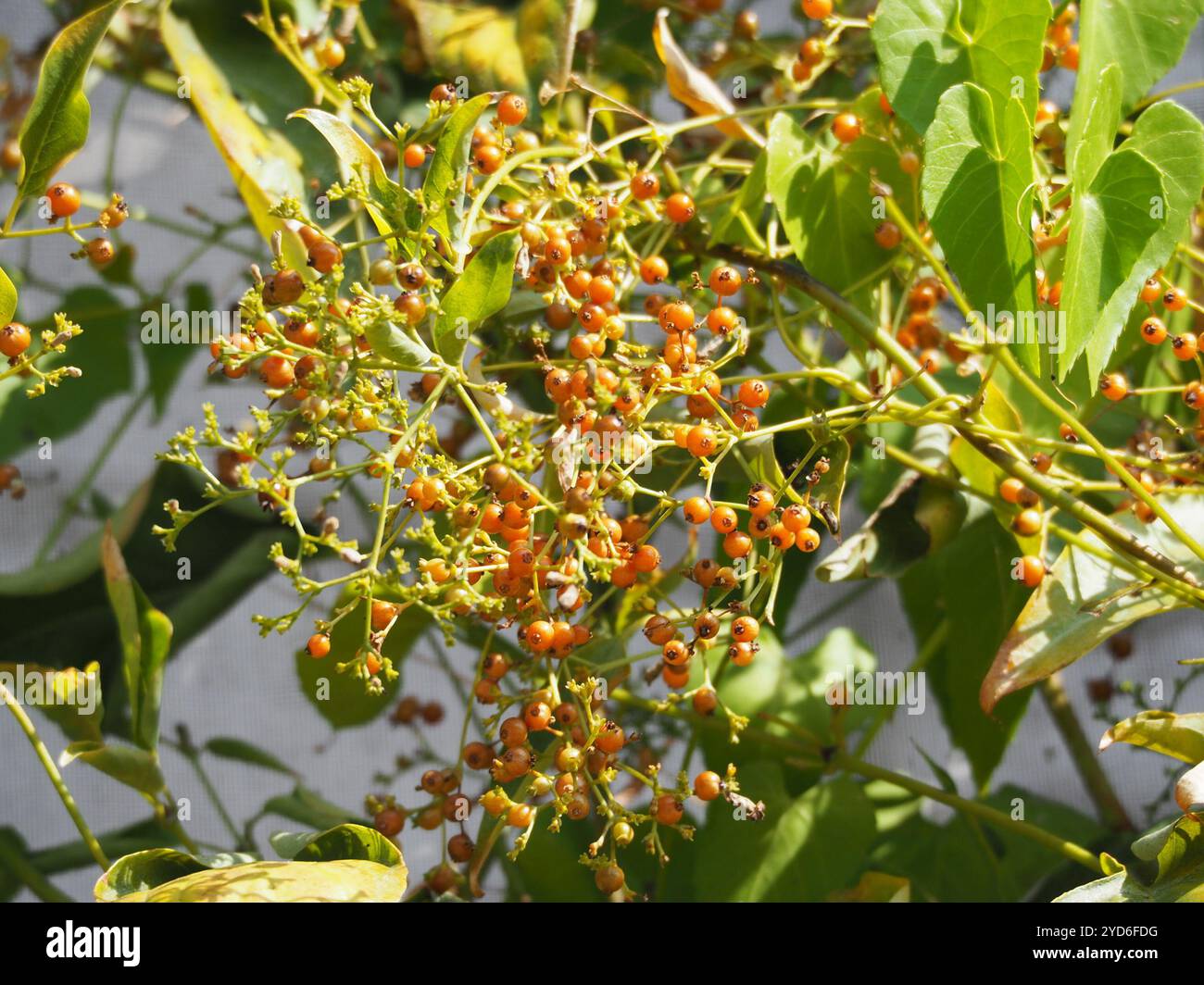 skunk vine (Paederia foetida Stock Photo - Alamy