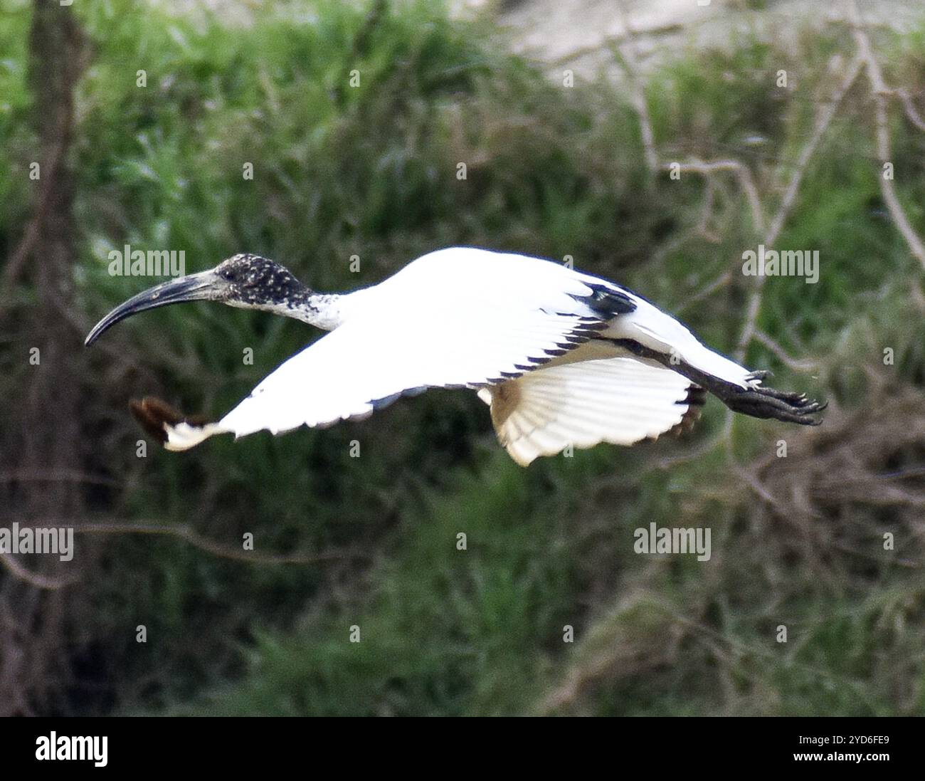 African Sacred Ibis (Threskiornis aethiopicus Stock Photo - Alamy