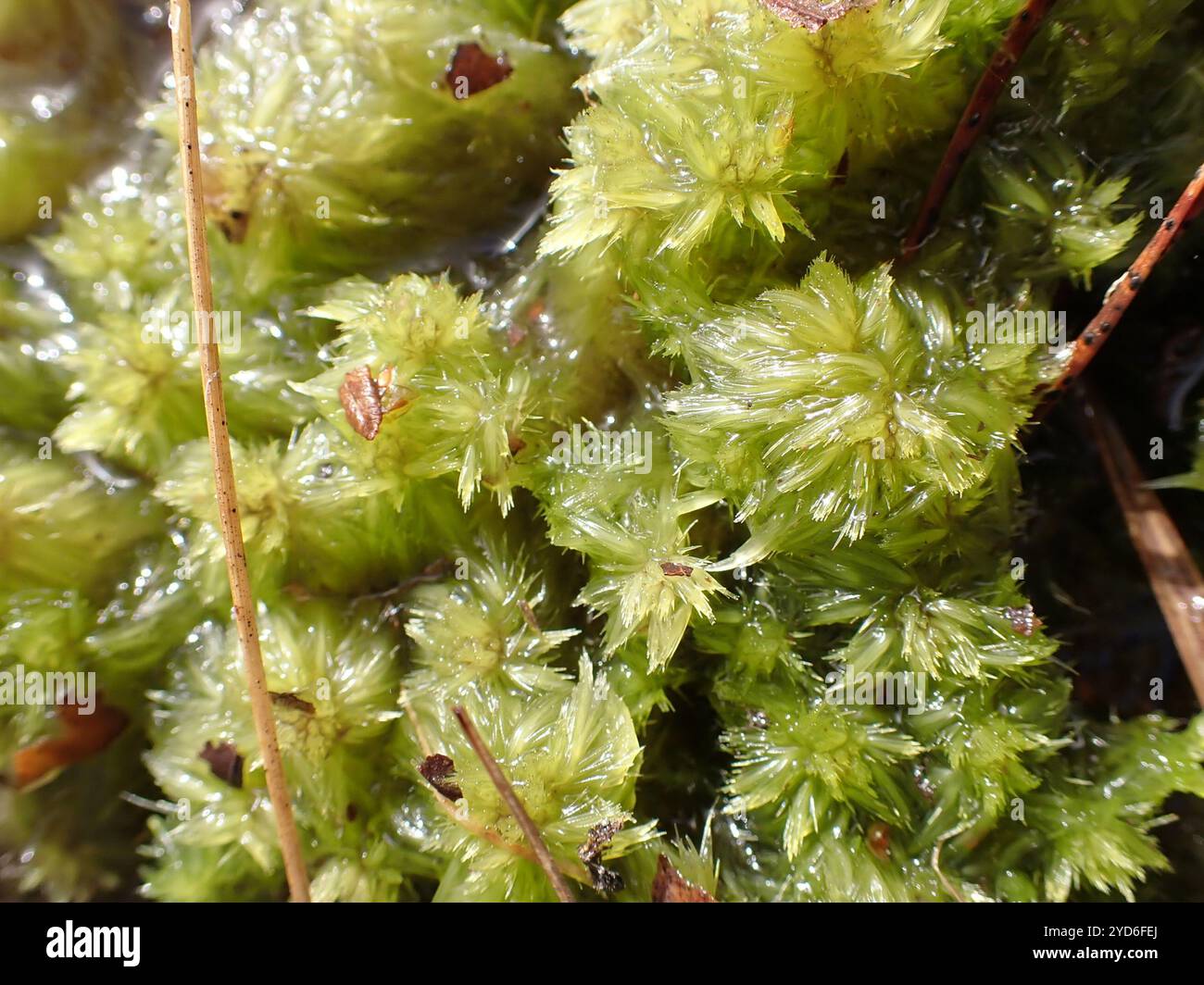 Sphagnum mosses (Sphagnum Stock Photo - Alamy