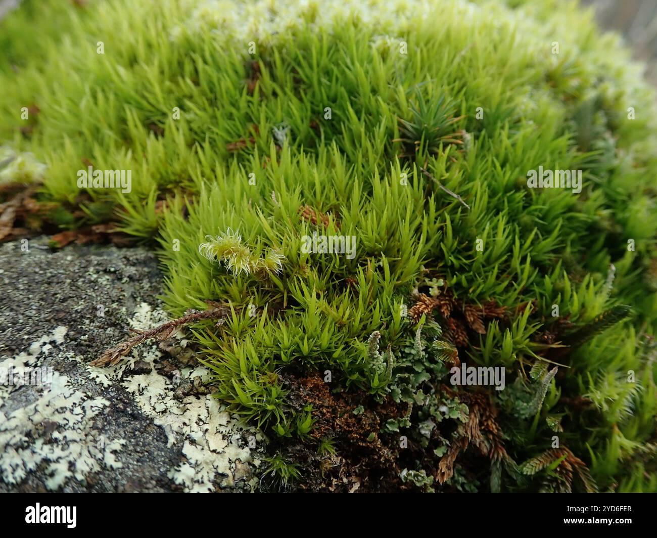 Howell's Dicranum Moss (Dicranum howellii Stock Photo - Alamy
