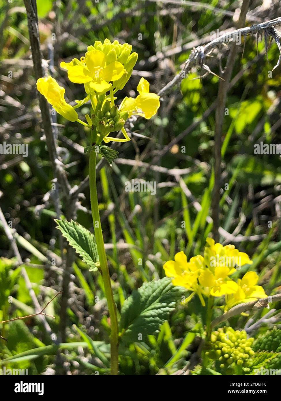 charlock (Mutarda arvensis Stock Photo - Alamy