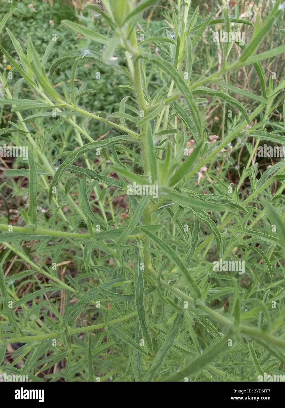 Stinkwort dittrichia graveolens hi-res stock photography and images - Alamy