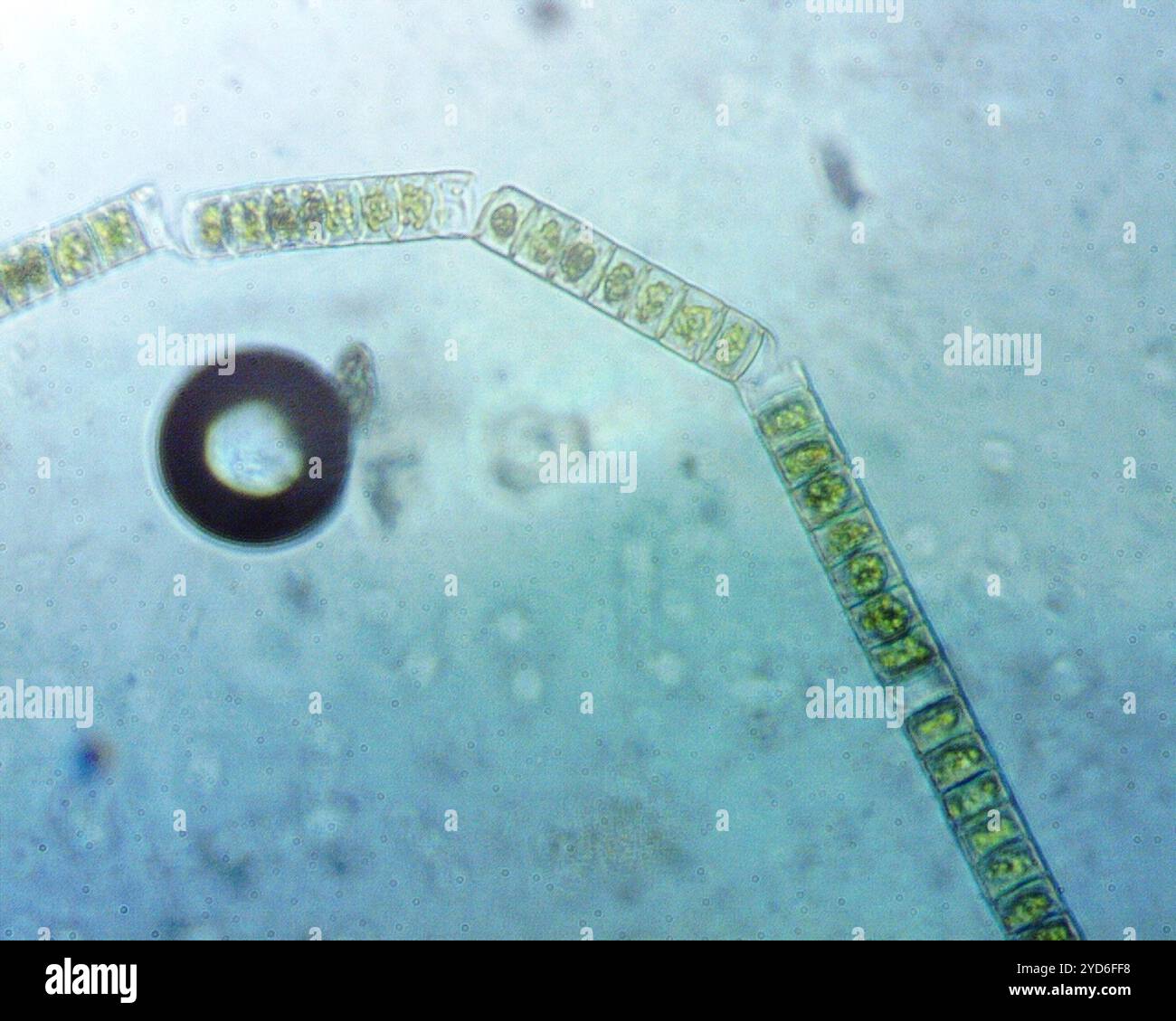 green algae (Chlorophyta Stock Photo - Alamy