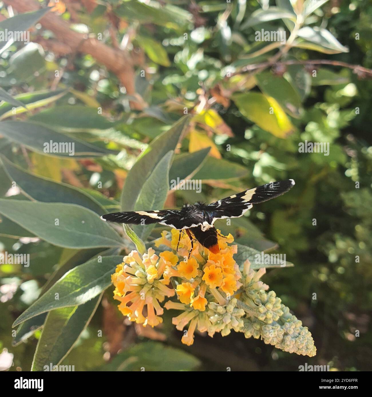 Australian Grapevine Moth (Phalaenoides glycinae Stock Photo - Alamy