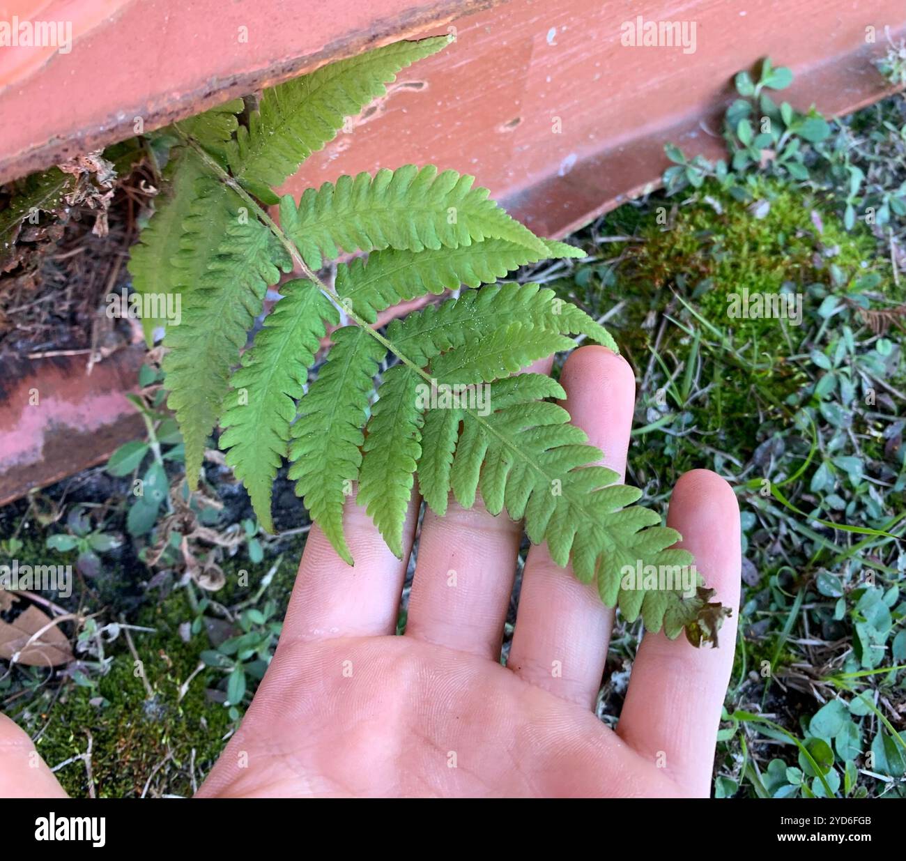 Soft Fern (Christella dentata Stock Photo - Alamy