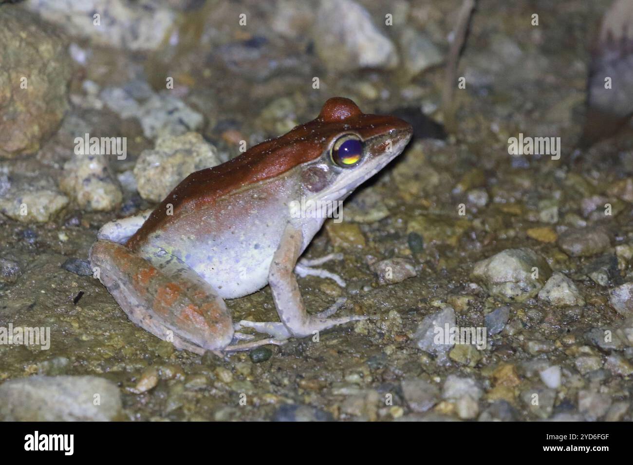 Australian Wood Frog (Papurana daemeli Stock Photo - Alamy