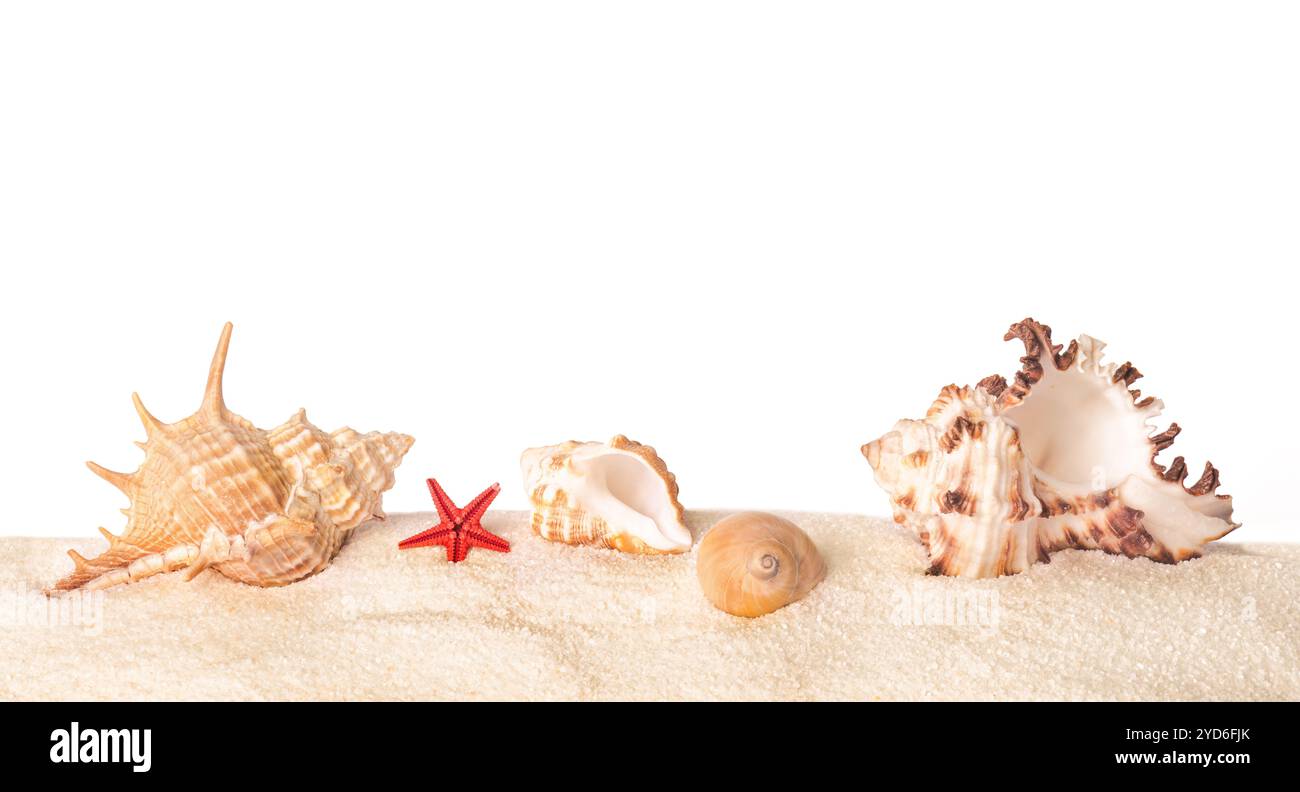 Large beautiful sea shells and a starfish with sand on white background ...