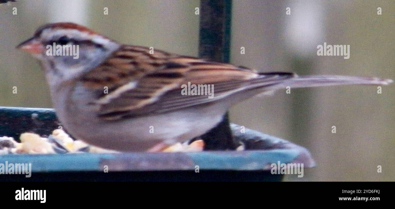 Chipping Sparrow (Spizella passerina Stock Photo - Alamy