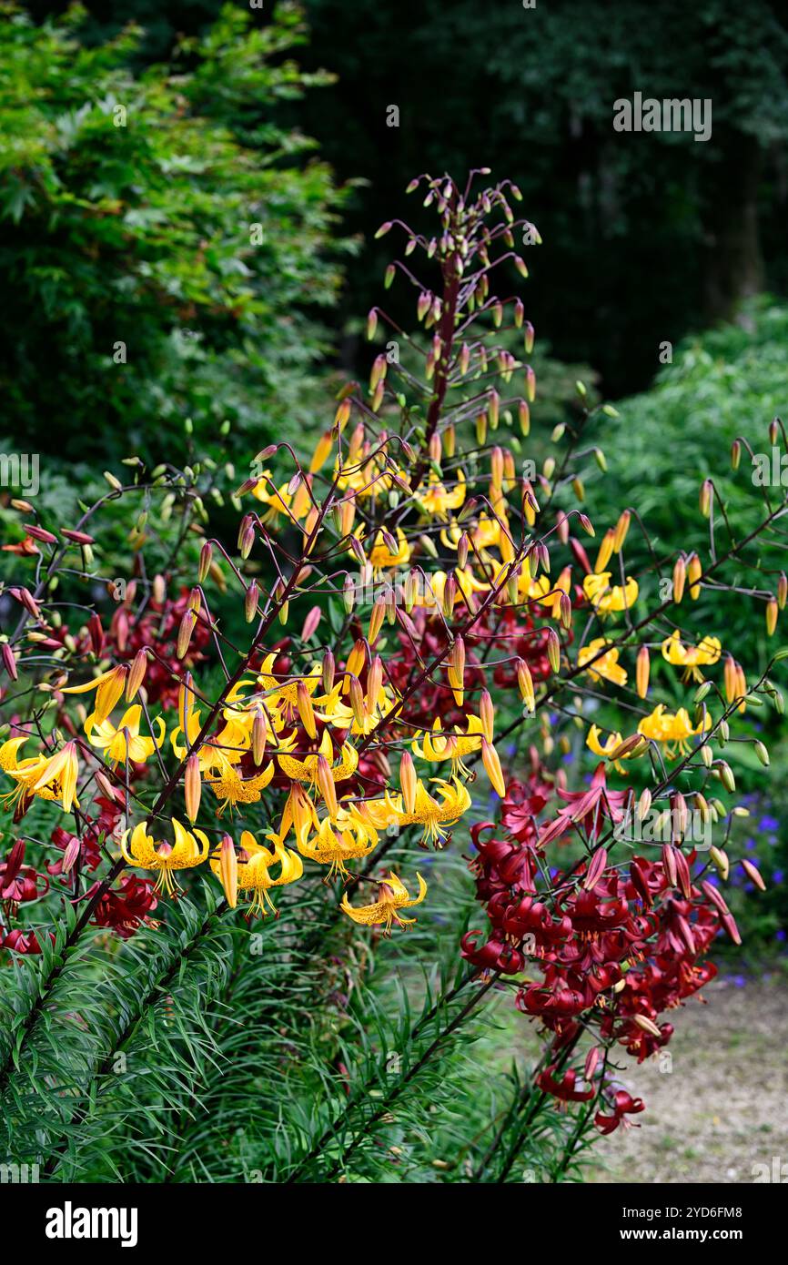 lilium leichtlinii,lilium red velvet,yellow and red lilies,mixed lilies ...