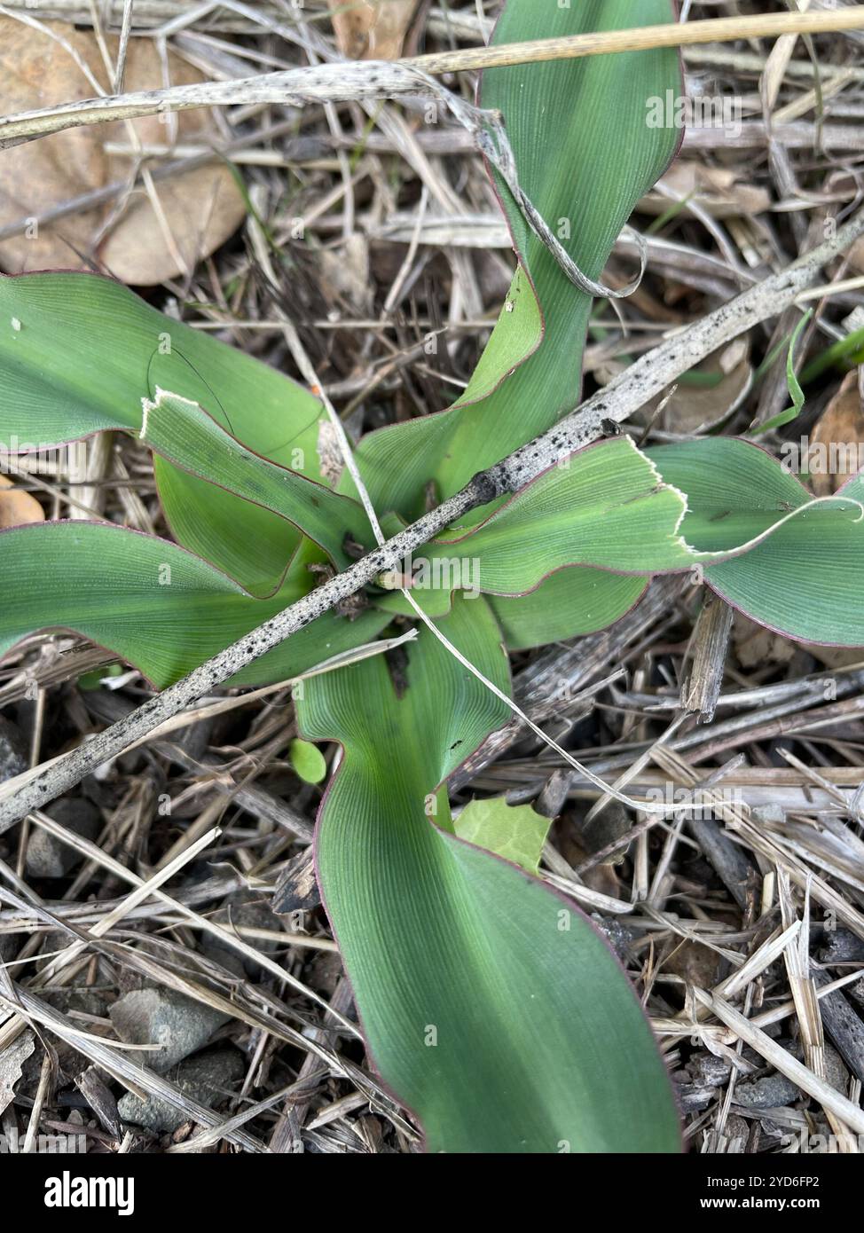 wavy-leafed soap plant (Chlorogalum pomeridianum Stock Photo - Alamy