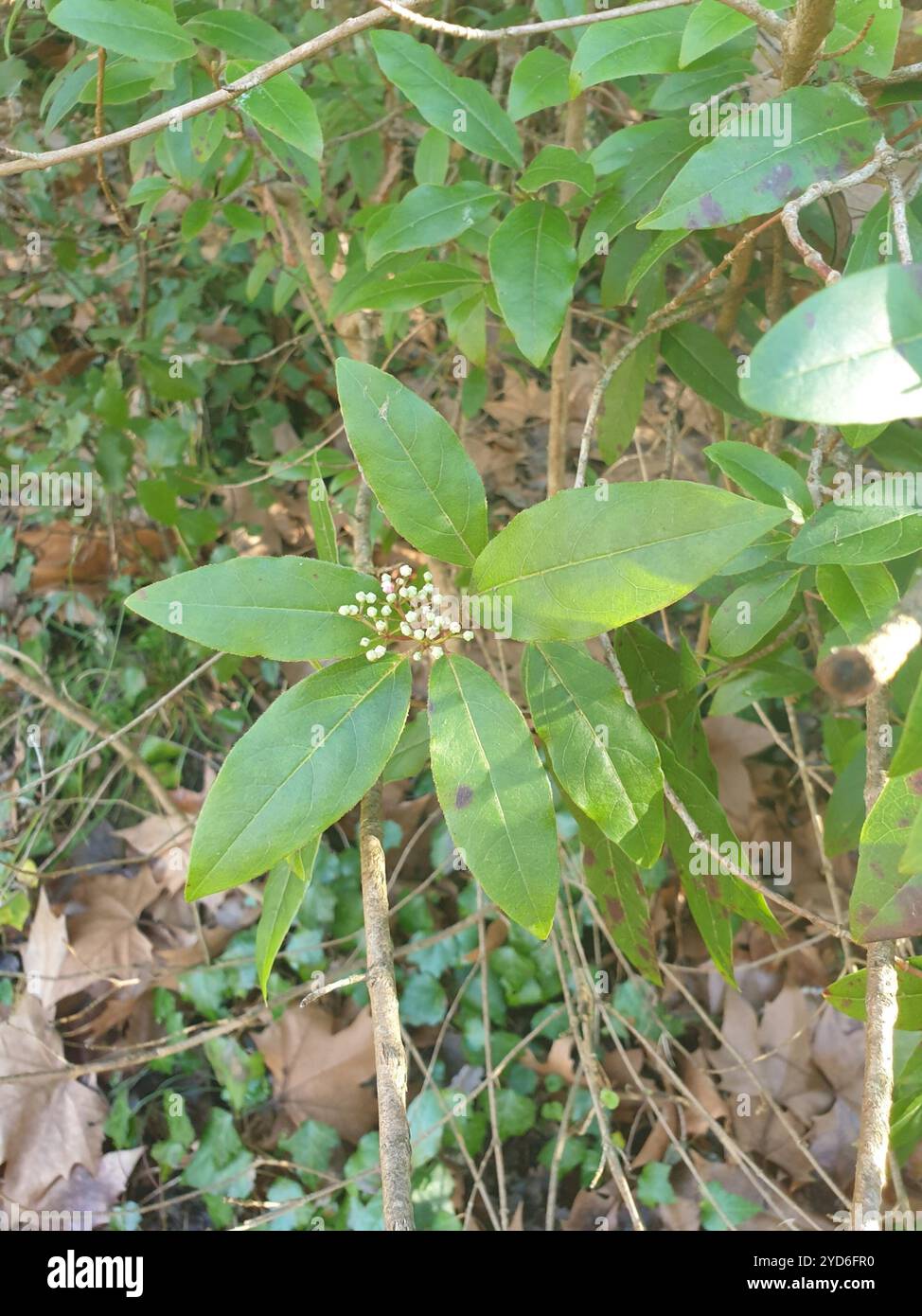 Laurustinus viburnum (Viburnum tinus Stock Photo - Alamy