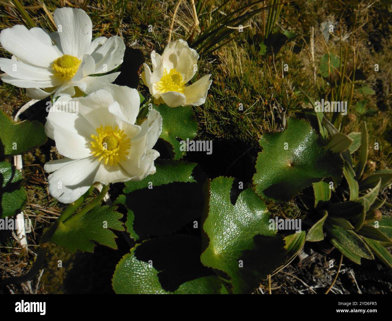 Mount Cook lily (Ranunculus lyallii Stock Photo - Alamy