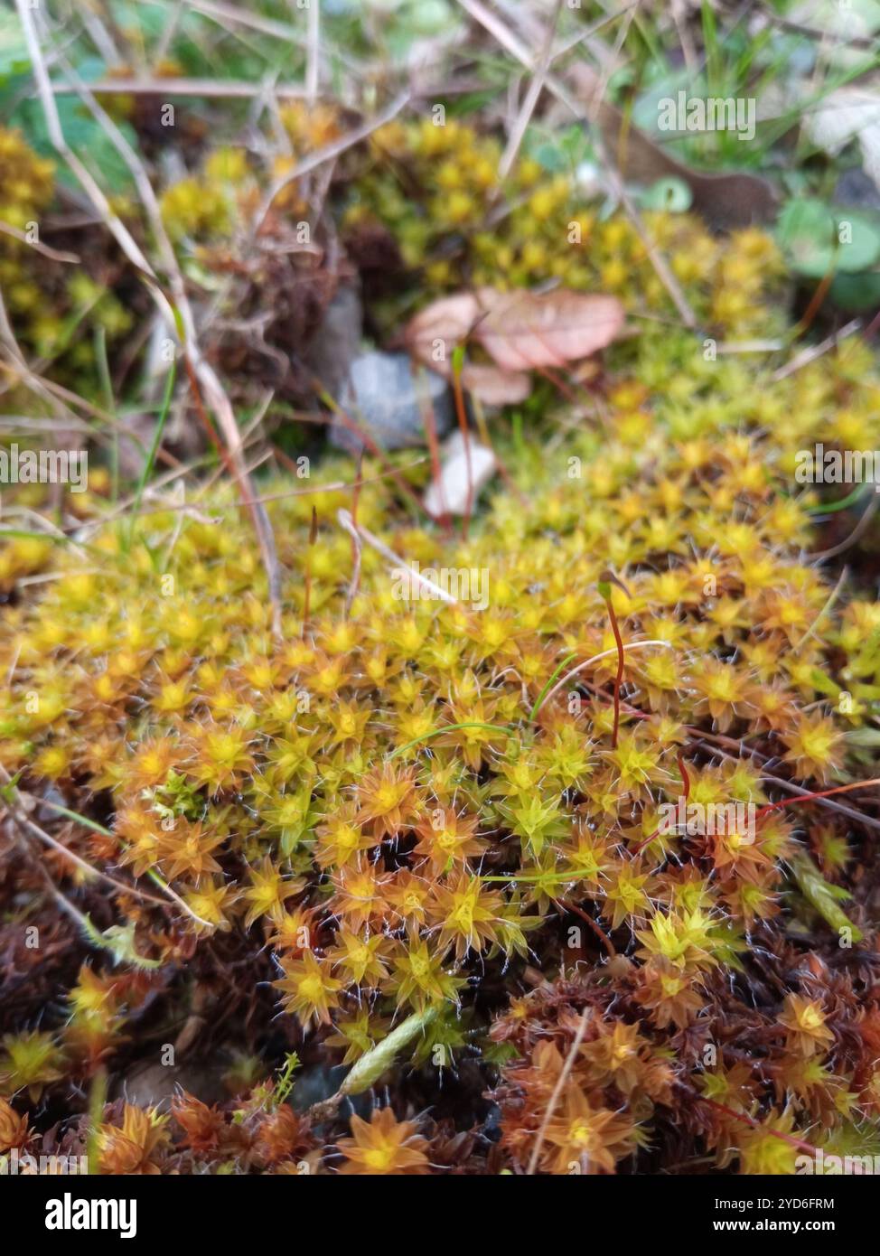 Star Moss (Syntrichia ruralis Stock Photo - Alamy