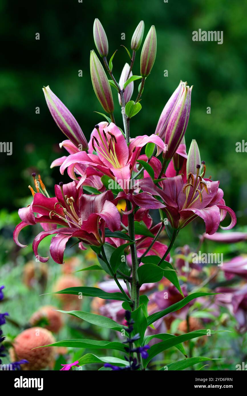Lilium purple lady hi-res stock photography and images - Alamy