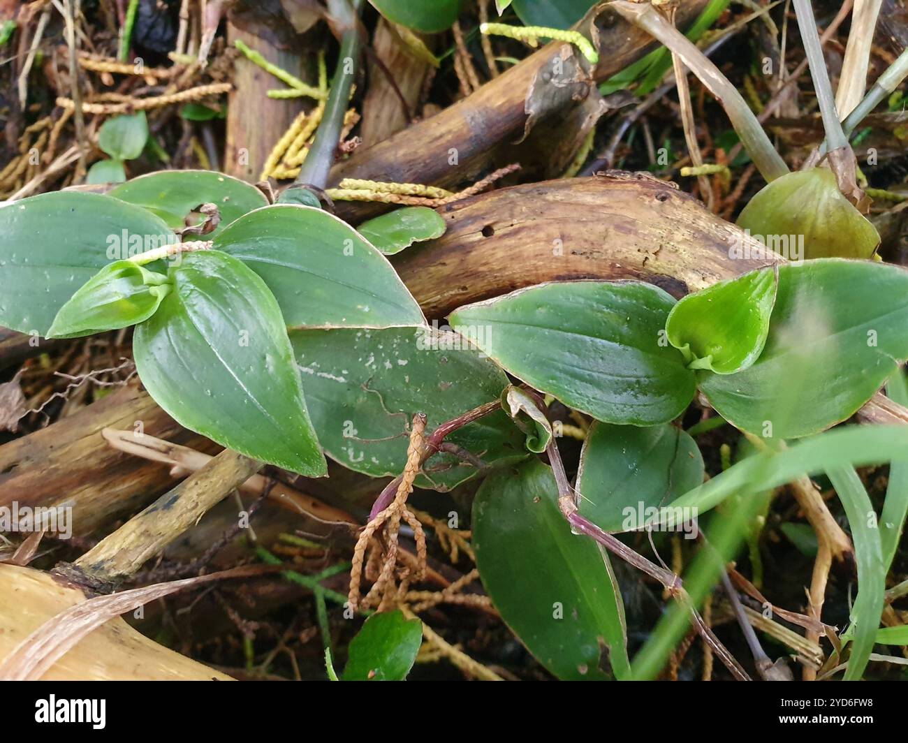 small-leaf spiderwort (Tradescantia fluminensis Stock Photo - Alamy
