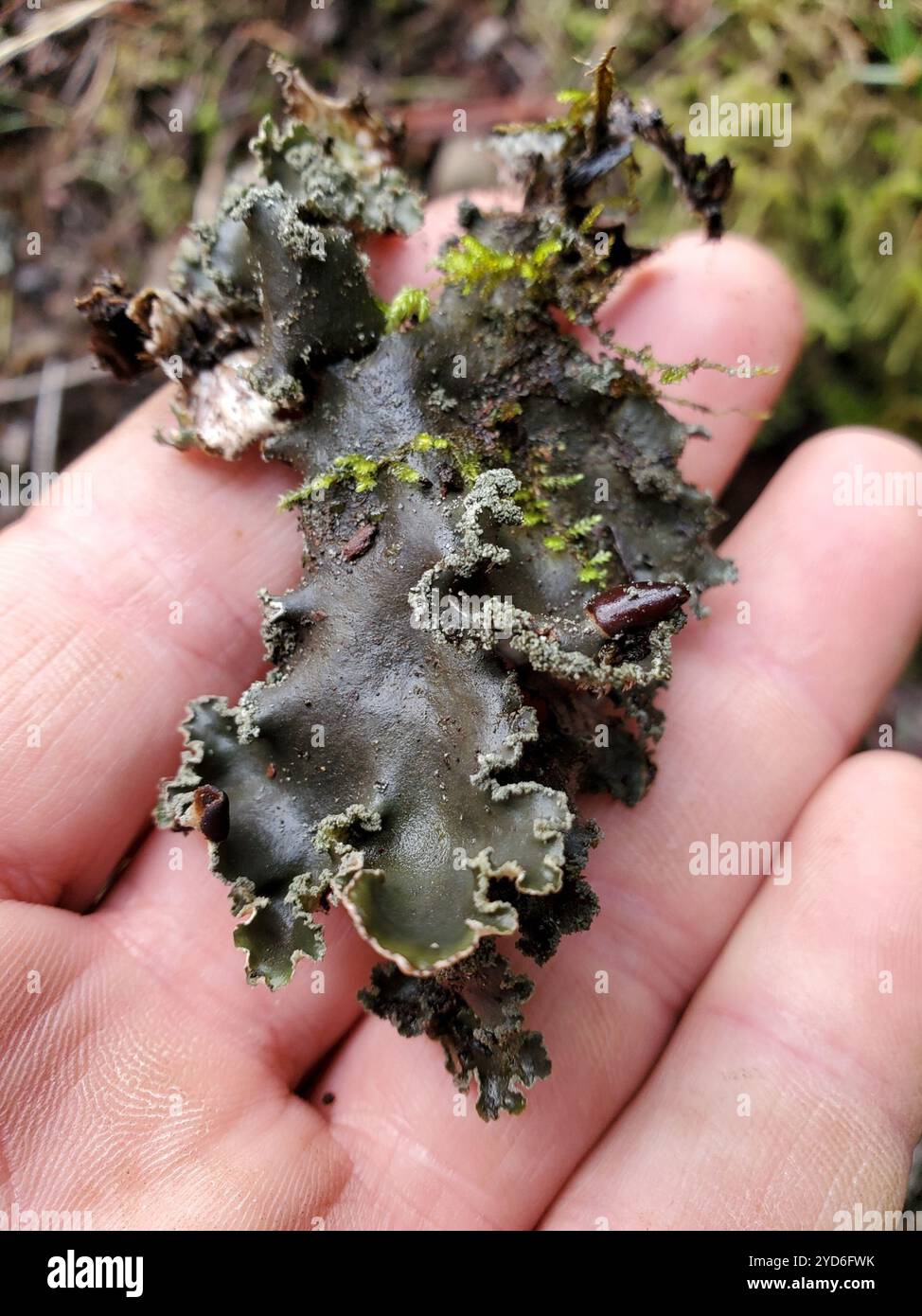 tree pelt lichen (Peltigera collina Stock Photo - Alamy