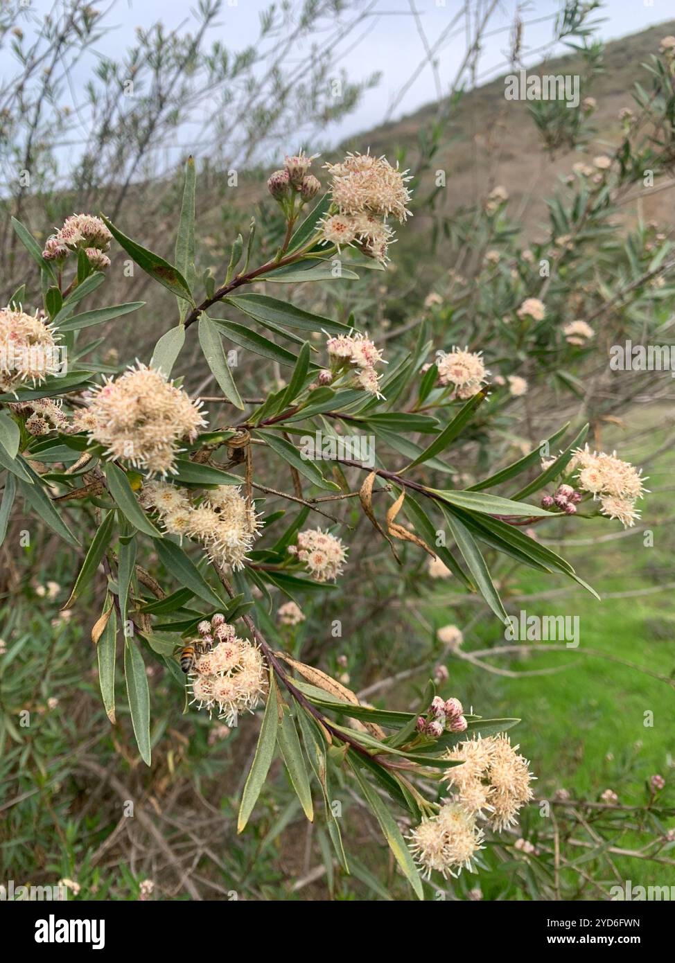 mule fat (Baccharis salicifolia Stock Photo - Alamy