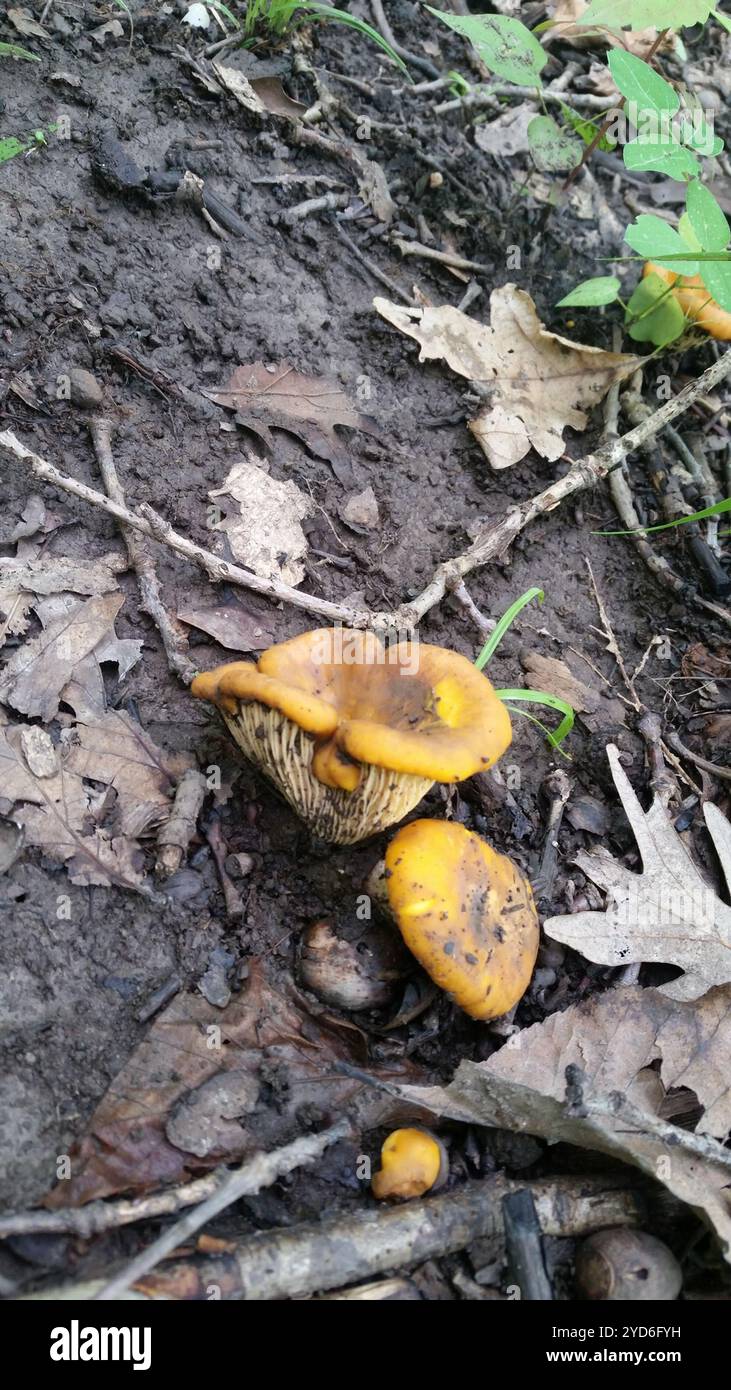 Ghost chanterelle (Cantharellus phasmatis Stock Photo - Alamy