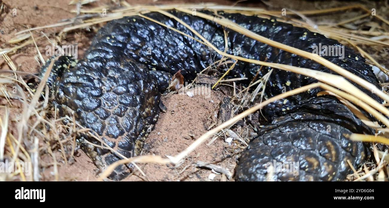 Eastern Shingleback (Tiliqua rugosa aspera Stock Photo - Alamy