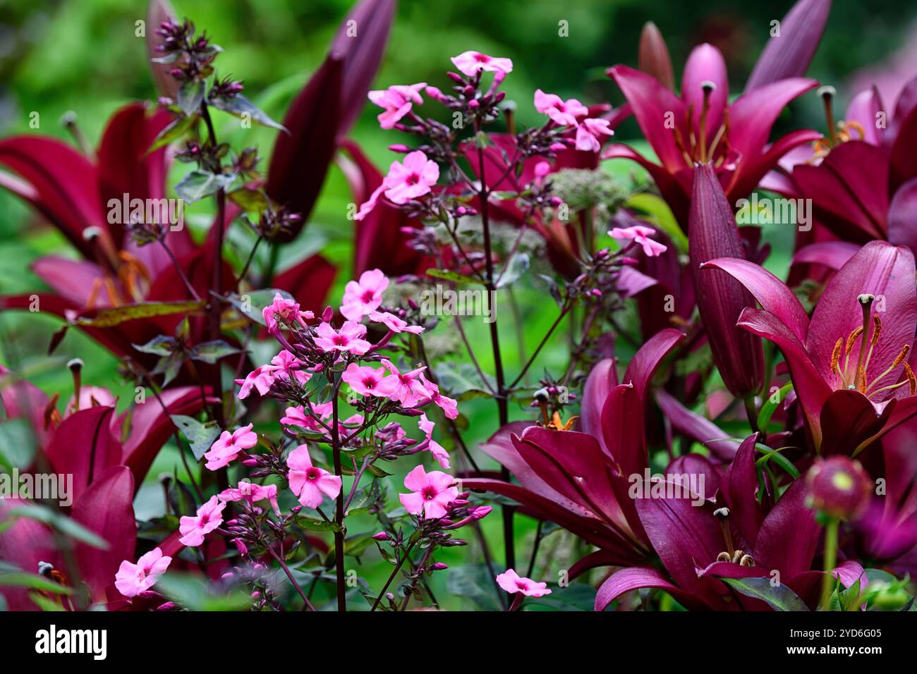 Flor phlox hi-res stock photography and images - Alamy