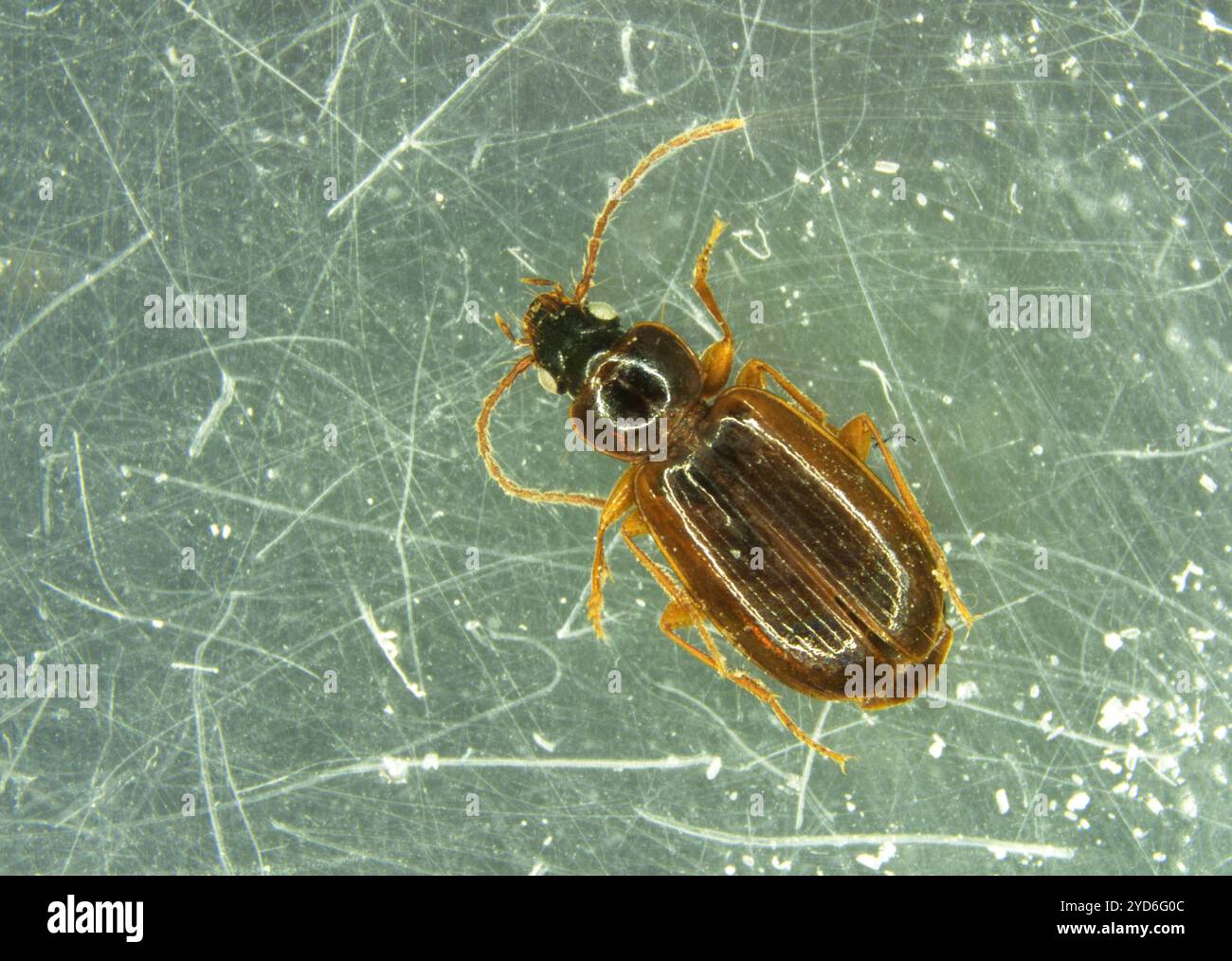 Trechus quadristriatus hi-res stock photography and images - Alamy