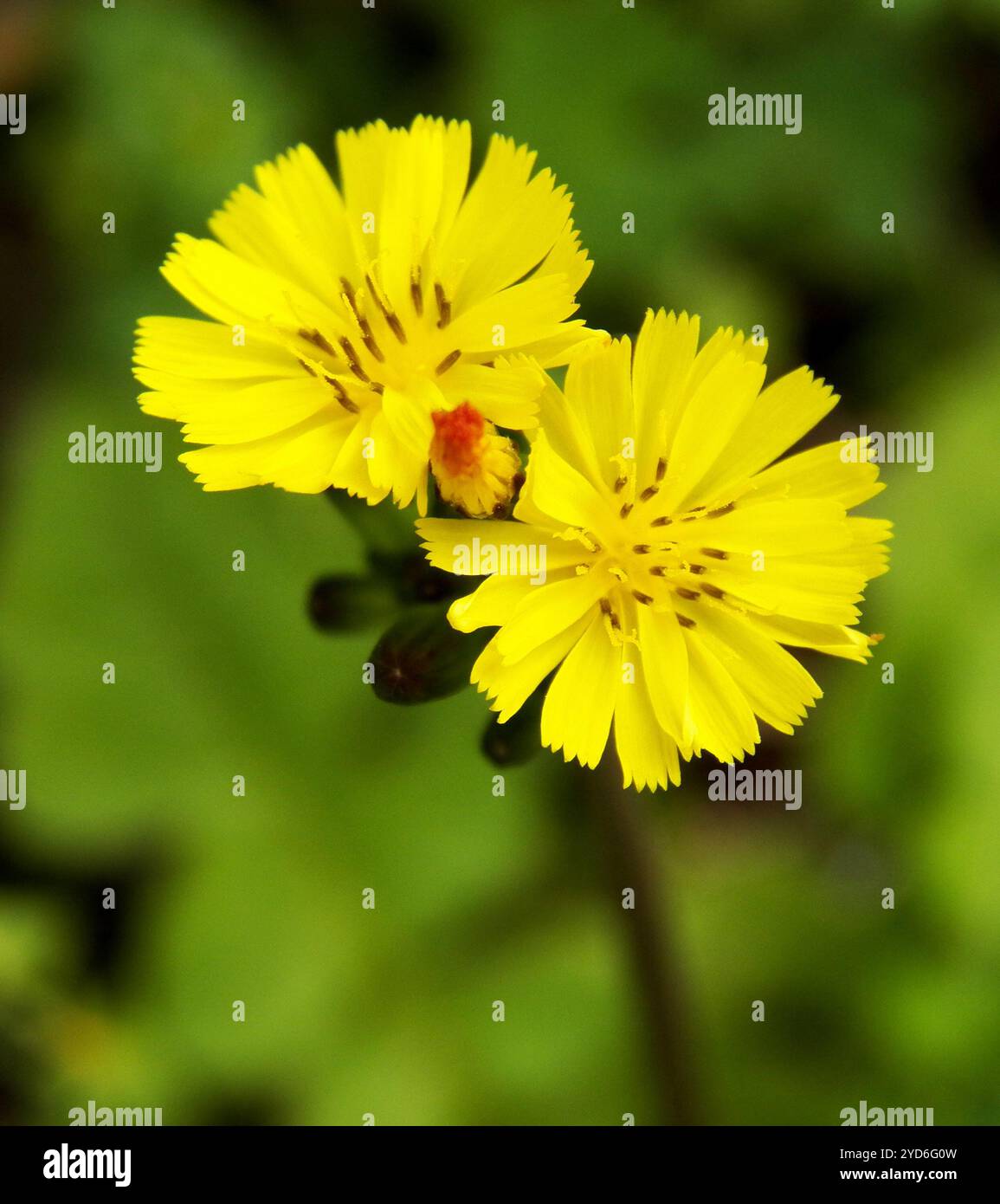 Oriental false hawksbeard (Youngia japonica Stock Photo - Alamy
