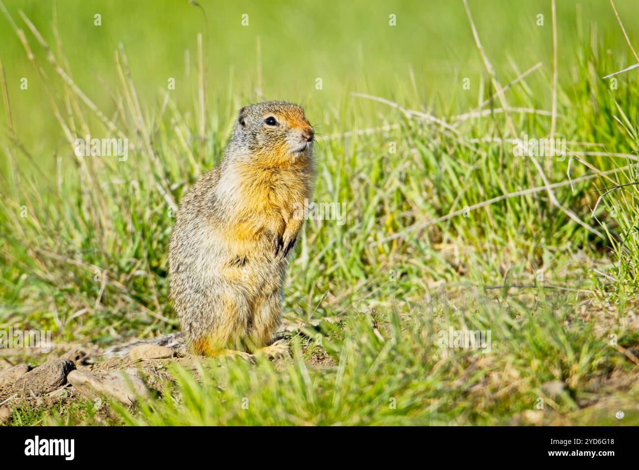 Ground squirrel habitat hi-res stock photography and images - Alamy