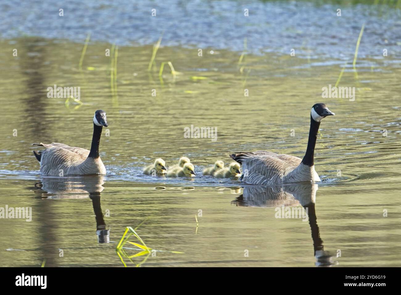Baby geese by a pond hi-res stock photography and images - Alamy