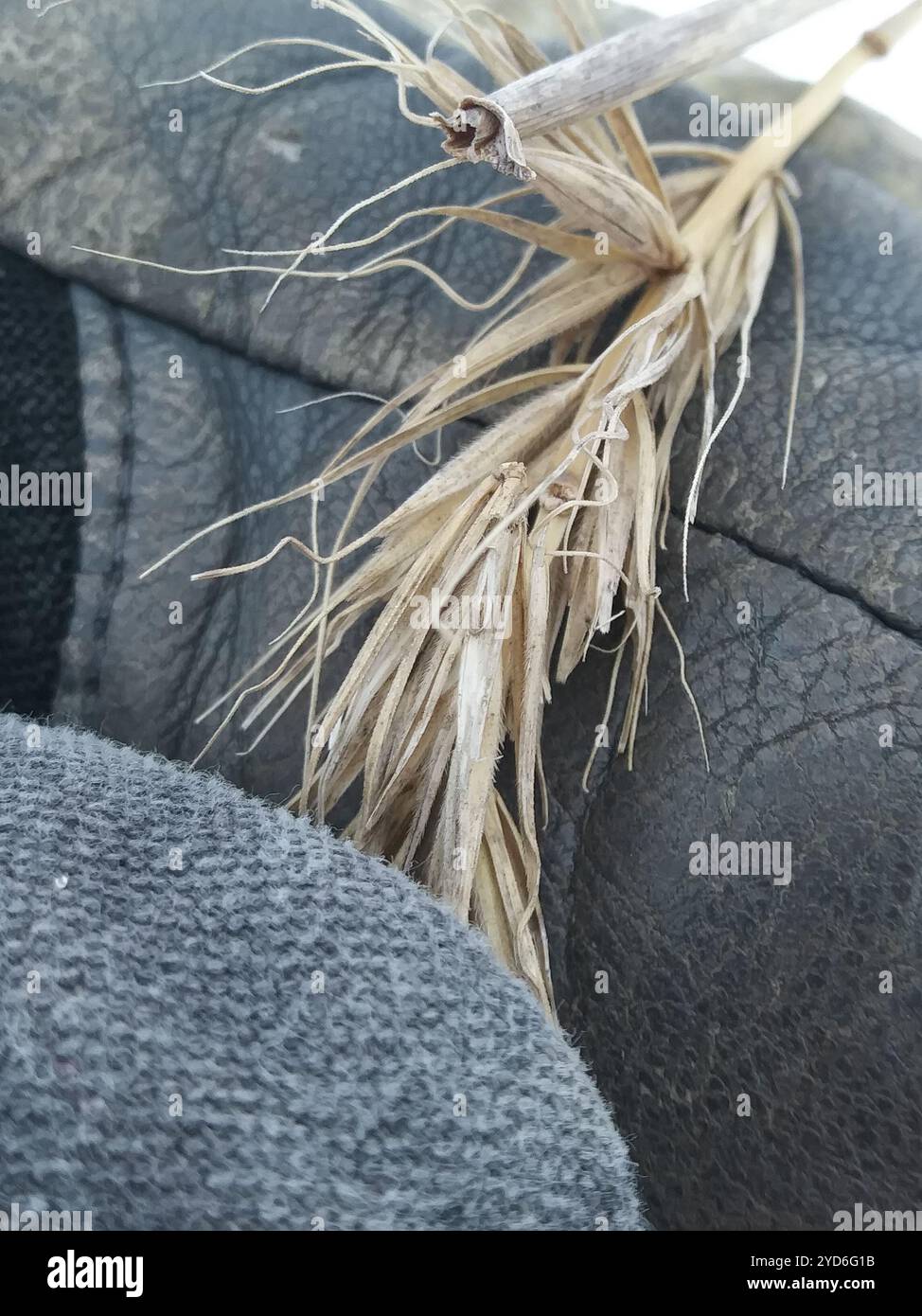 Canada wild rye (Elymus canadensis Stock Photo - Alamy