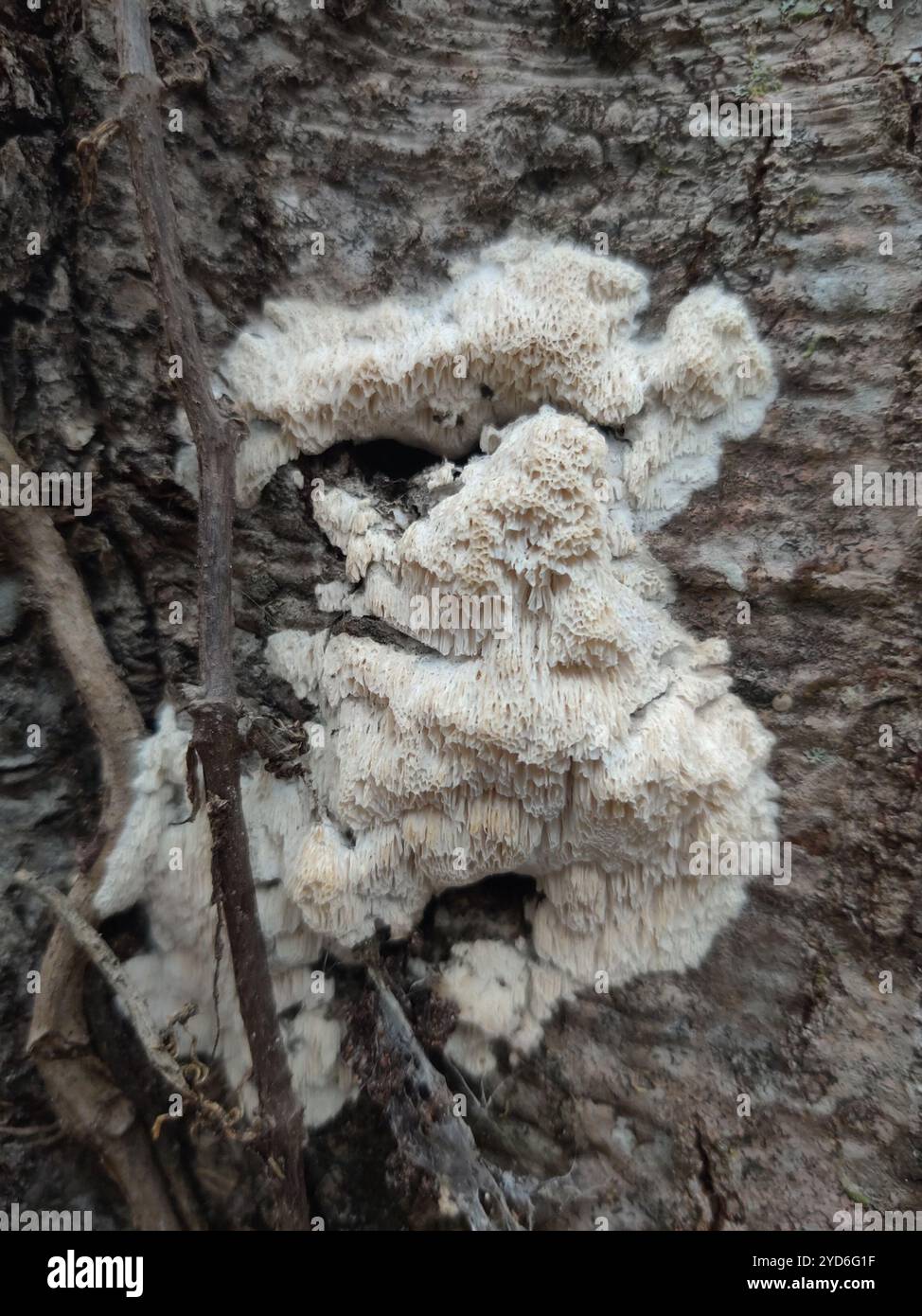 Tooth Fungi (Hericiaceae Stock Photo - Alamy