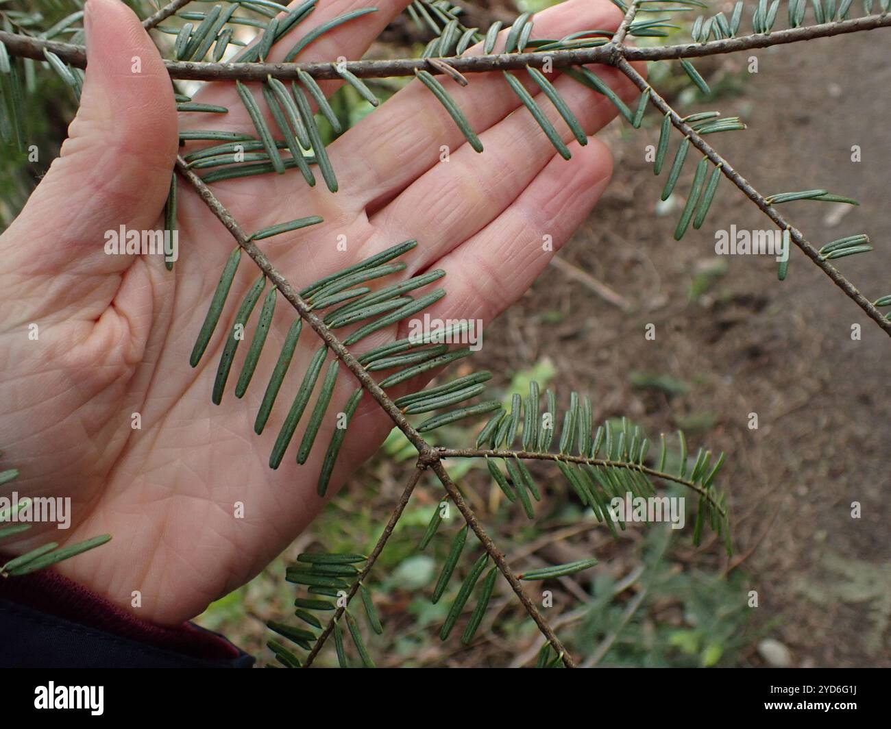 grand fir (Abies grandis Stock Photo - Alamy