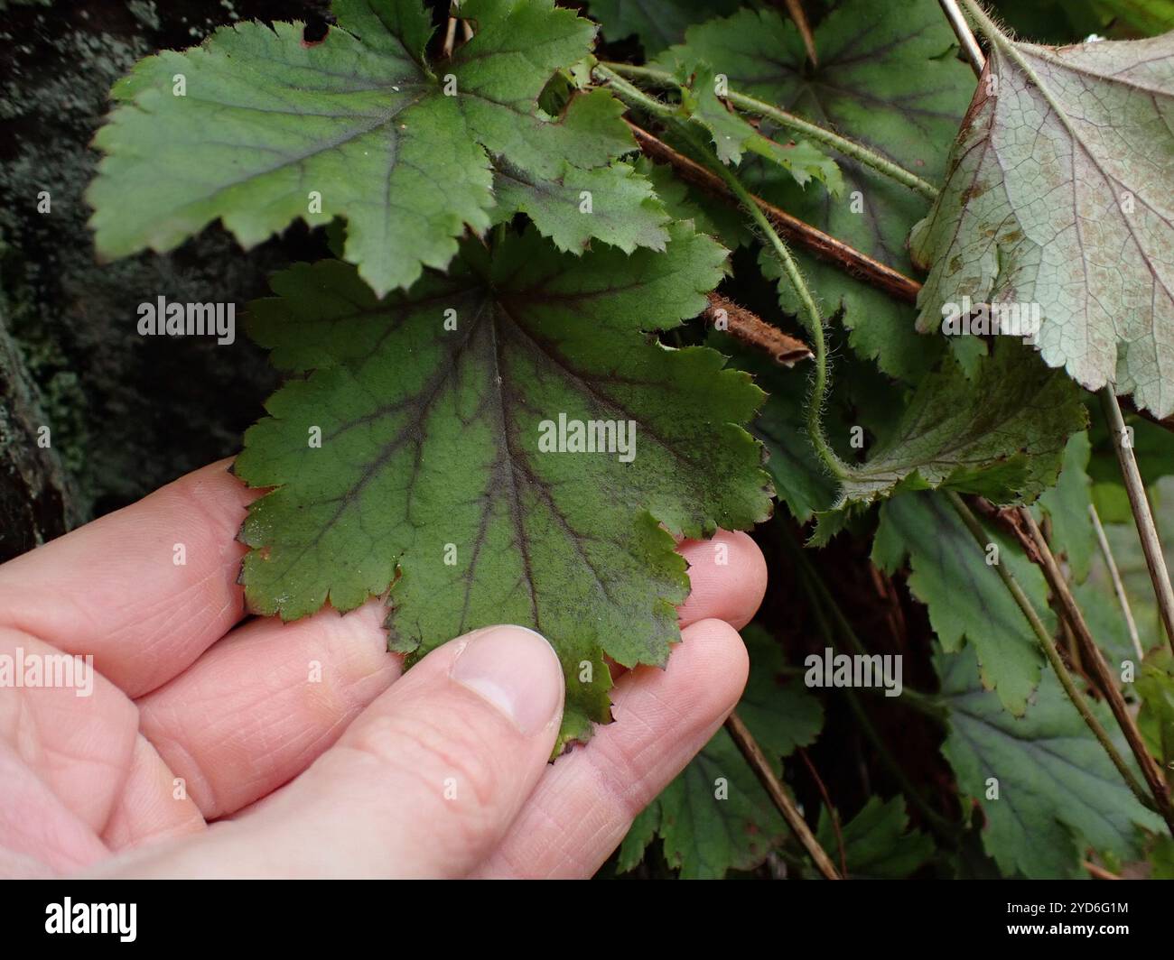 crevice alumroot (Heuchera micrantha Stock Photo - Alamy