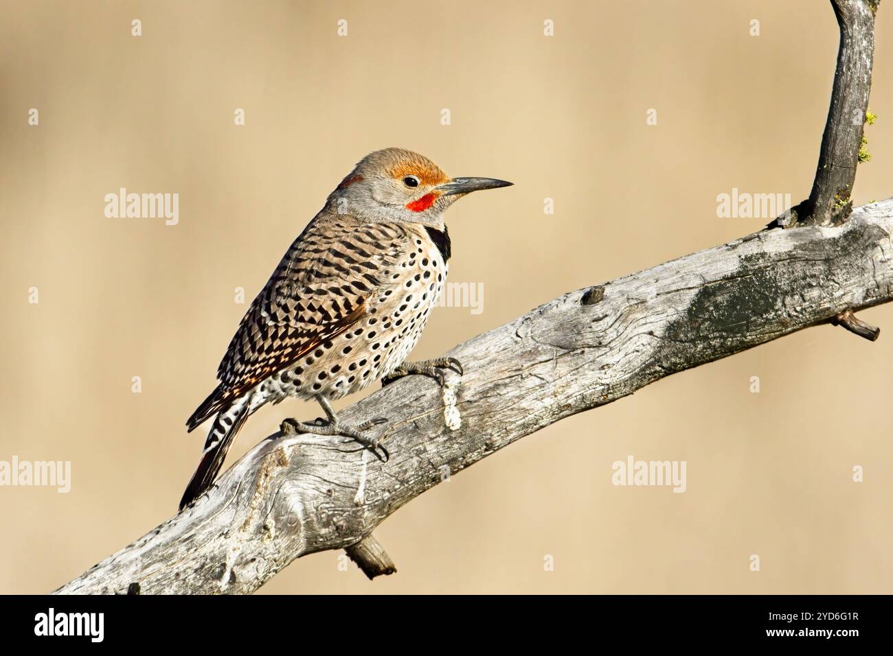 Northern flicker sitting on tree hi-res stock photography and images ...
