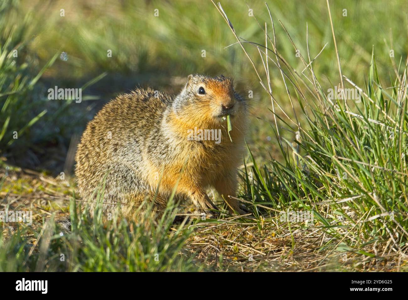 Eats a grass hi-res stock photography and images - Alamy