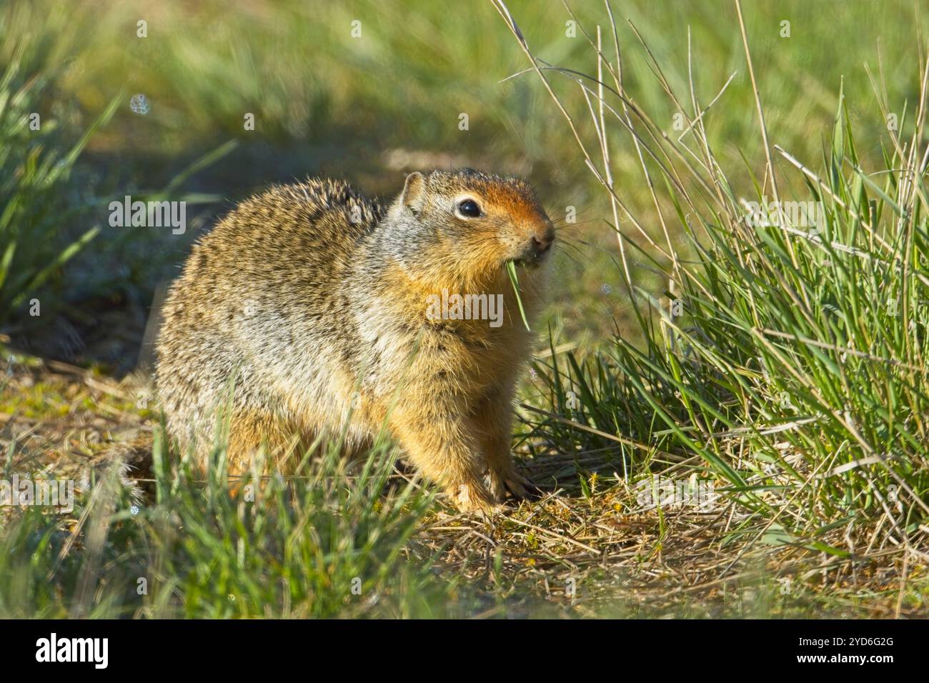 Ground squirrel habitat hi-res stock photography and images - Alamy