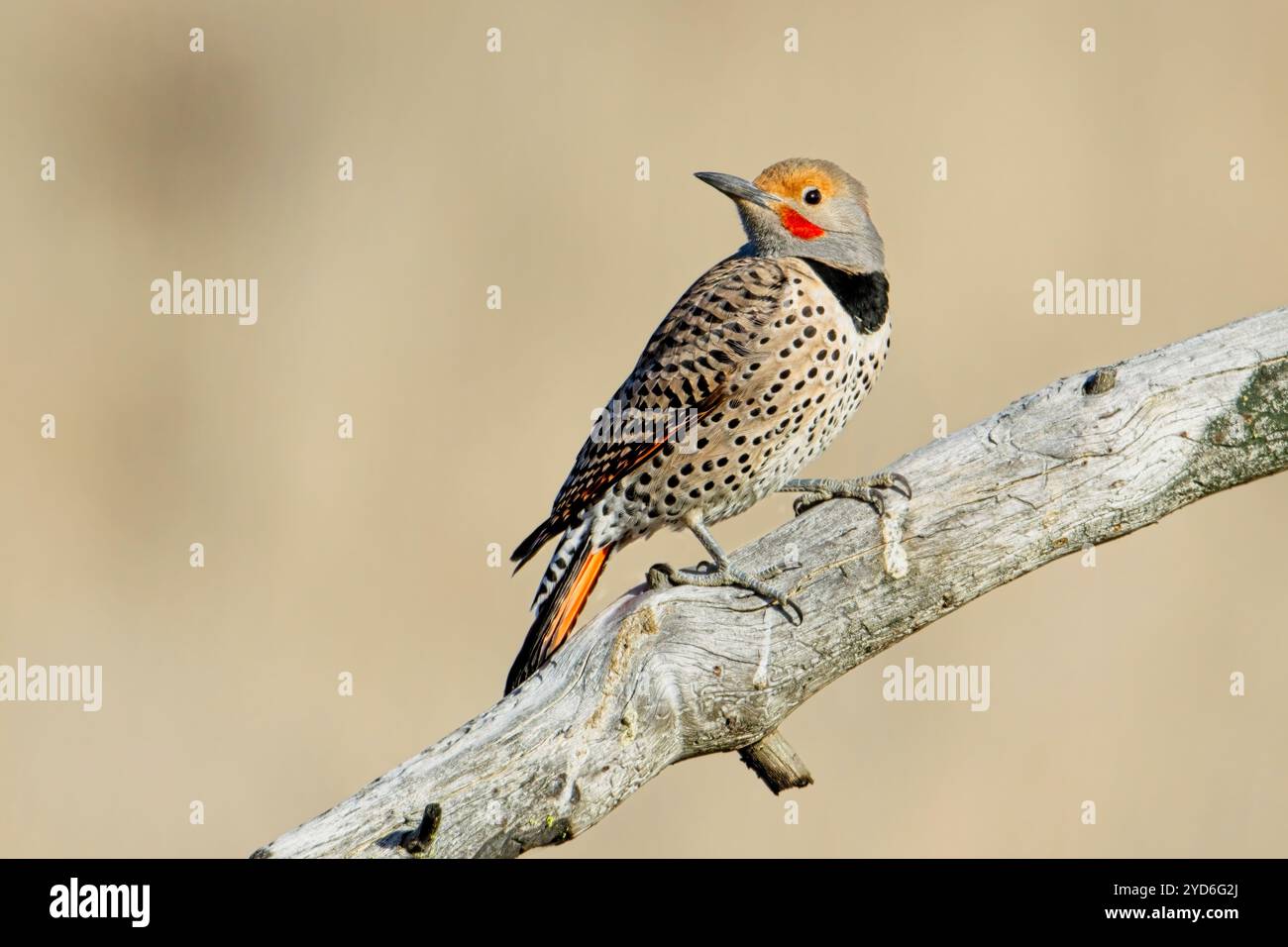 Northern flicker sitting on tree hi-res stock photography and images ...