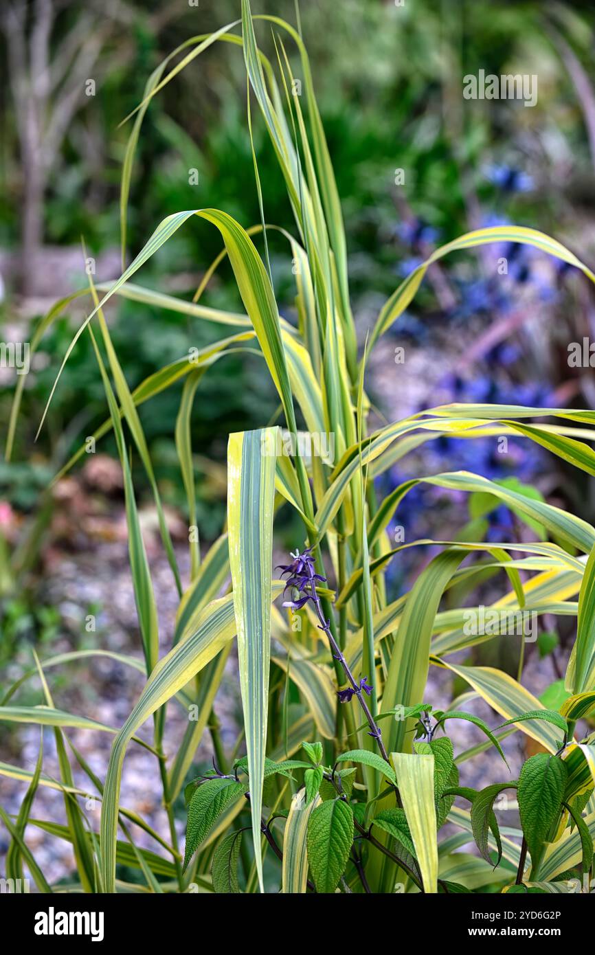 Miscanthus sinensis Variegatus,Japanese Silver Grass,large ornamental ...