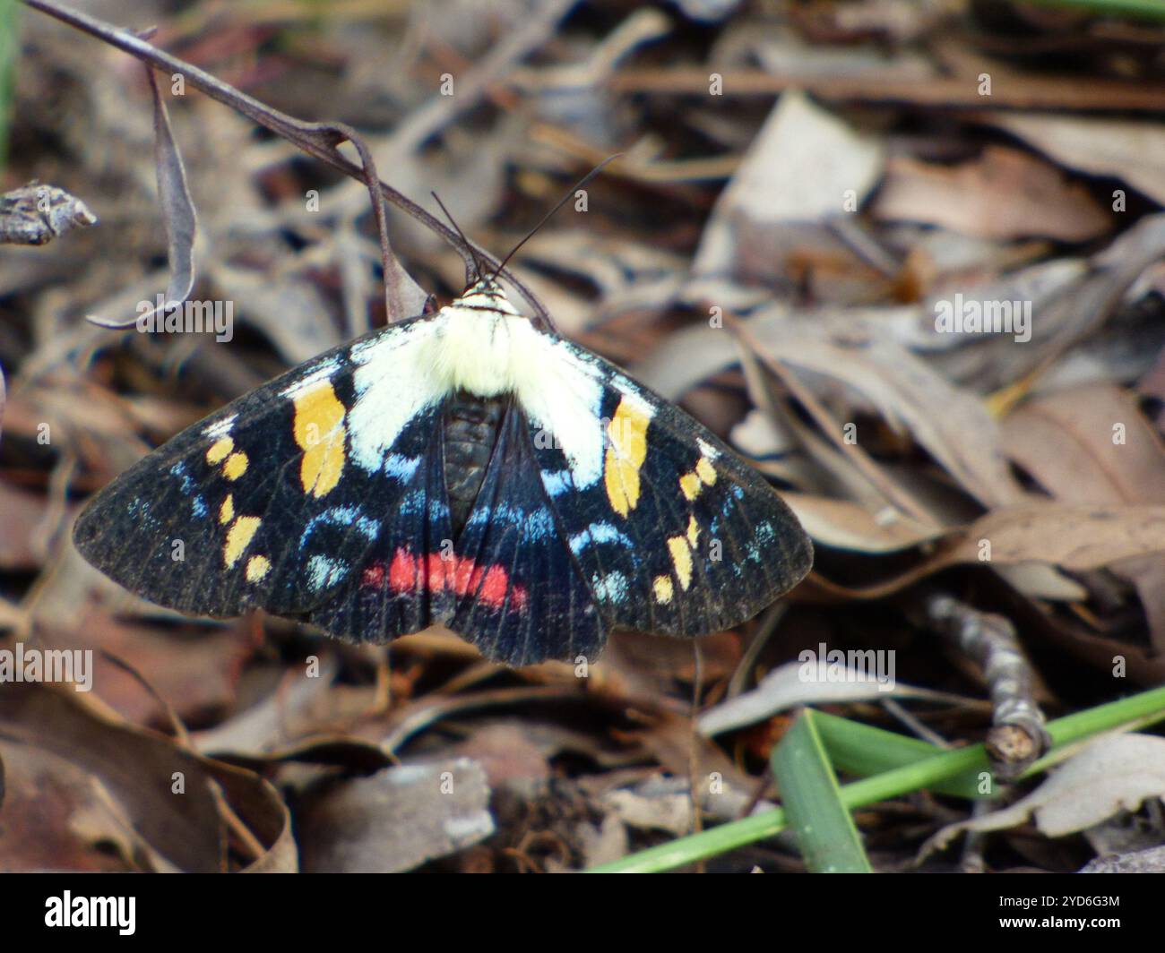Agarista moth hi-res stock photography and images - Alamy