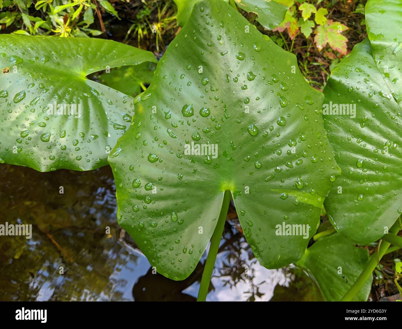 spatterdock (Nuphar advena Stock Photo - Alamy