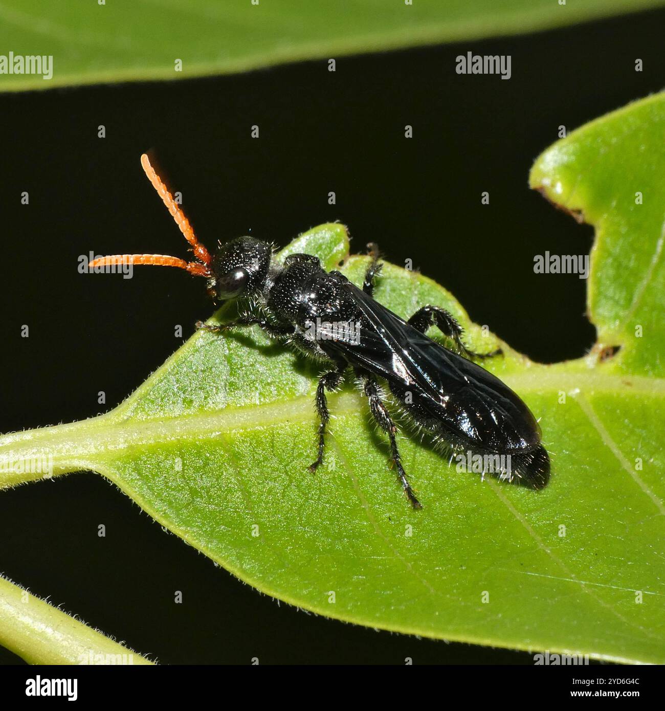 Tiphiid Flower Wasps (Tiphiidae Stock Photo - Alamy