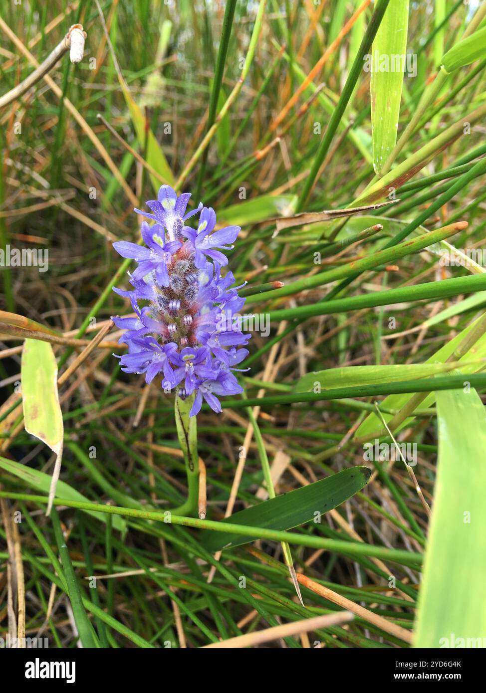 Pontederia cordata lancifolia hi-res stock photography and images - Alamy