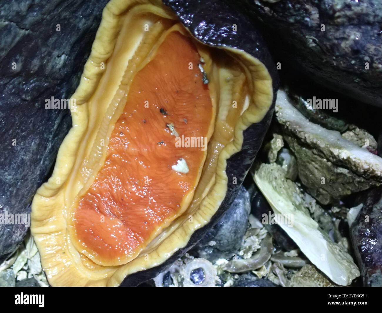 Black Leather Chiton (Katharina tunicata Stock Photo - Alamy