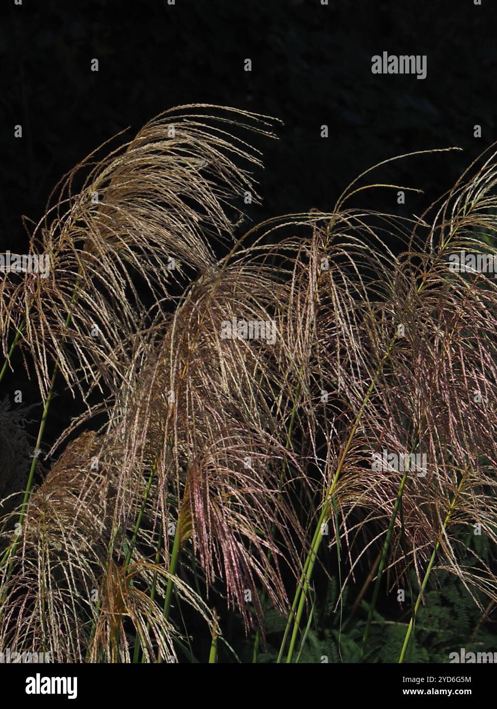 Chinese silver grass (Miscanthus sinensis Stock Photo - Alamy