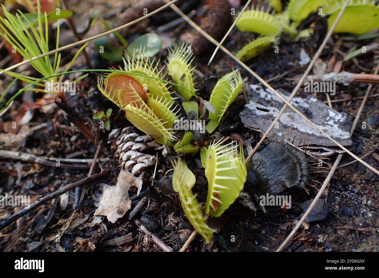 Venus flytrap (Dionaea muscipula Stock Photo - Alamy