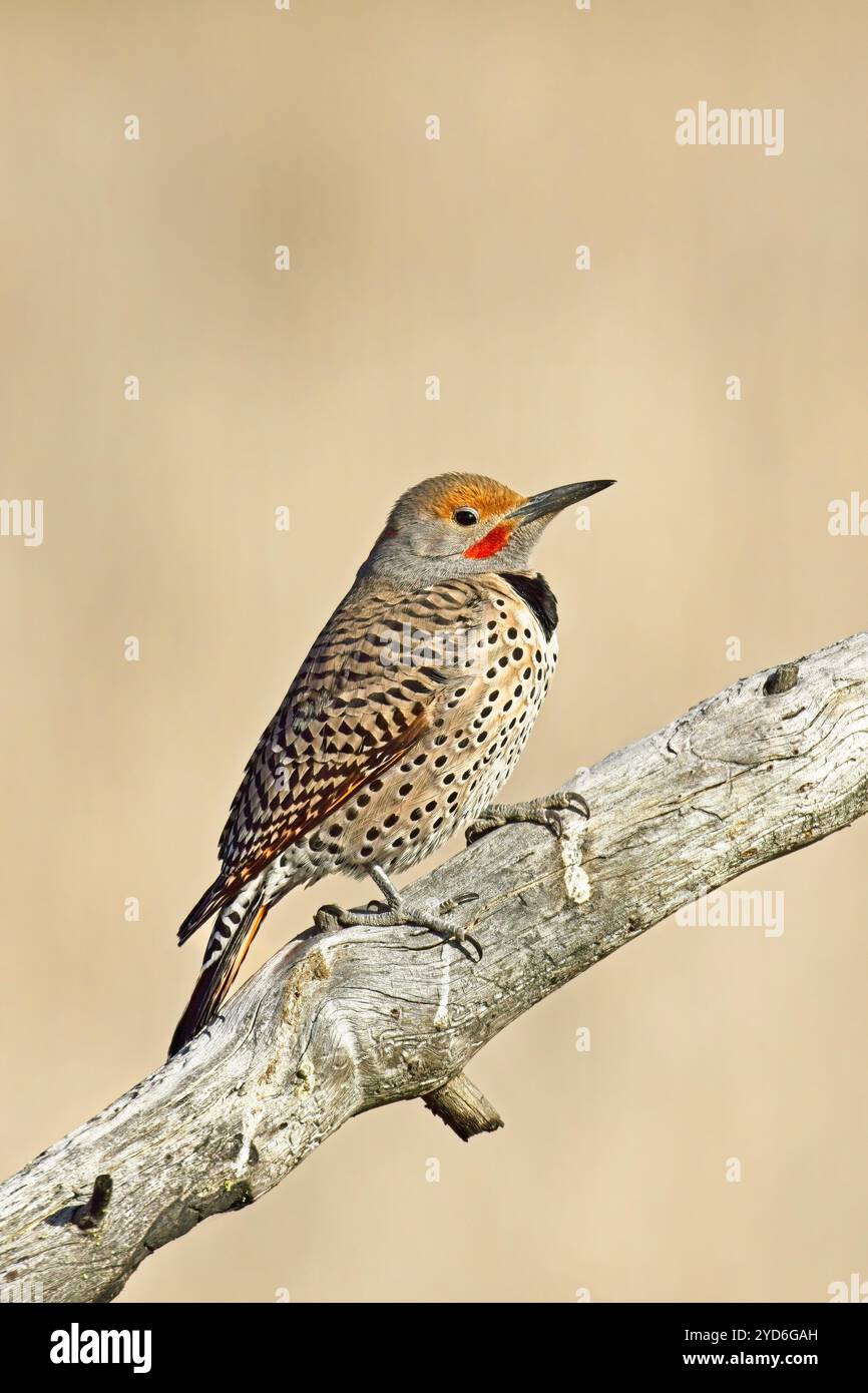 Northern flicker closeup hi-res stock photography and images - Alamy