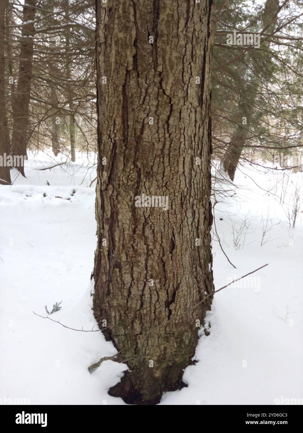 sweet birch (Betula lenta Stock Photo - Alamy