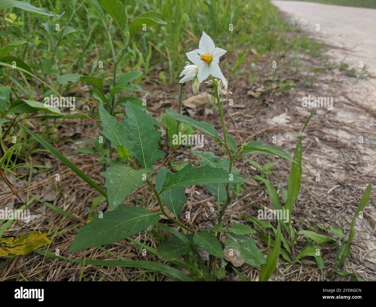 Carolina horsenettle (Solanum carolinense Stock Photo - Alamy