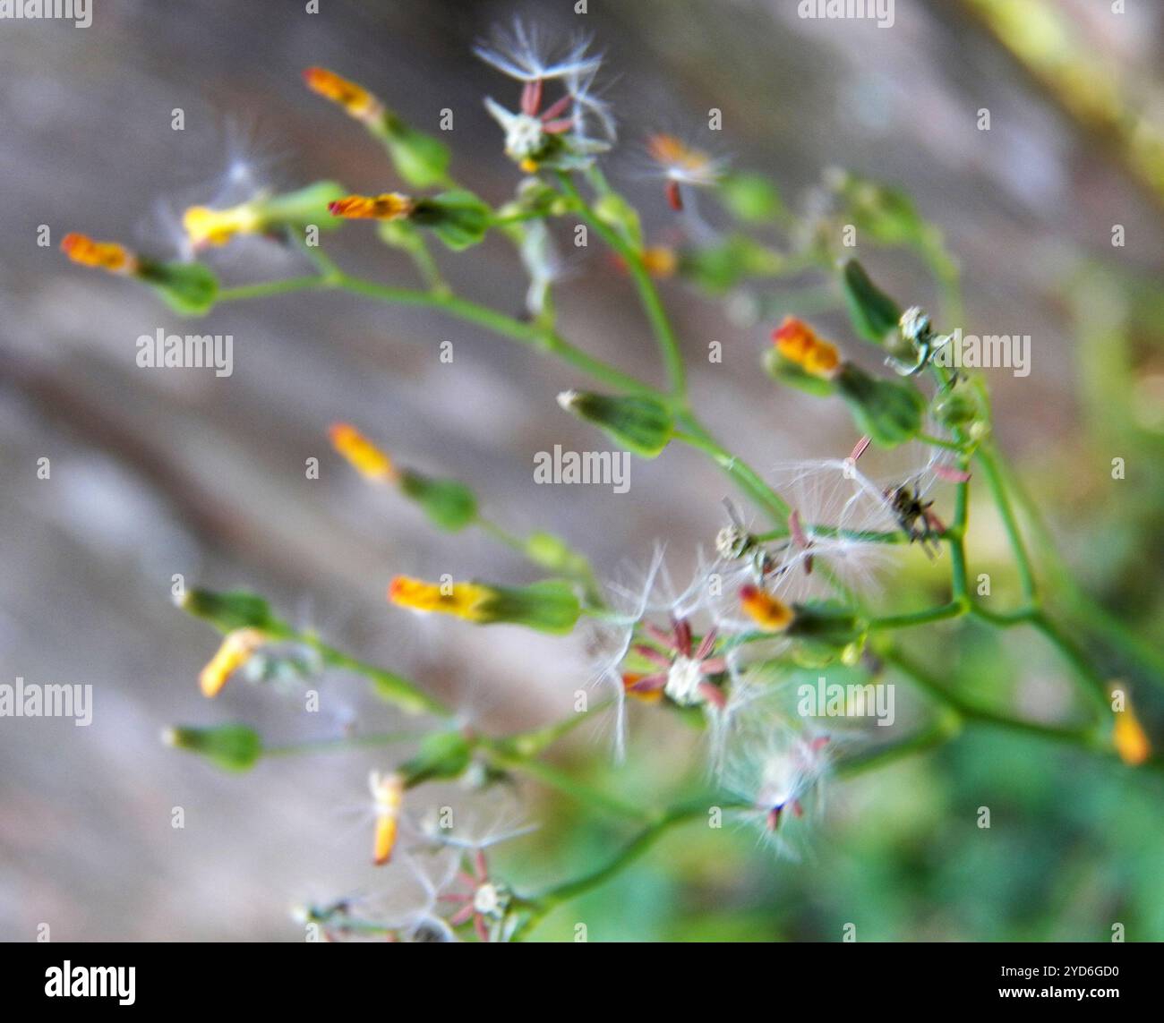 Oriental false hawksbeard (Youngia japonica Stock Photo - Alamy