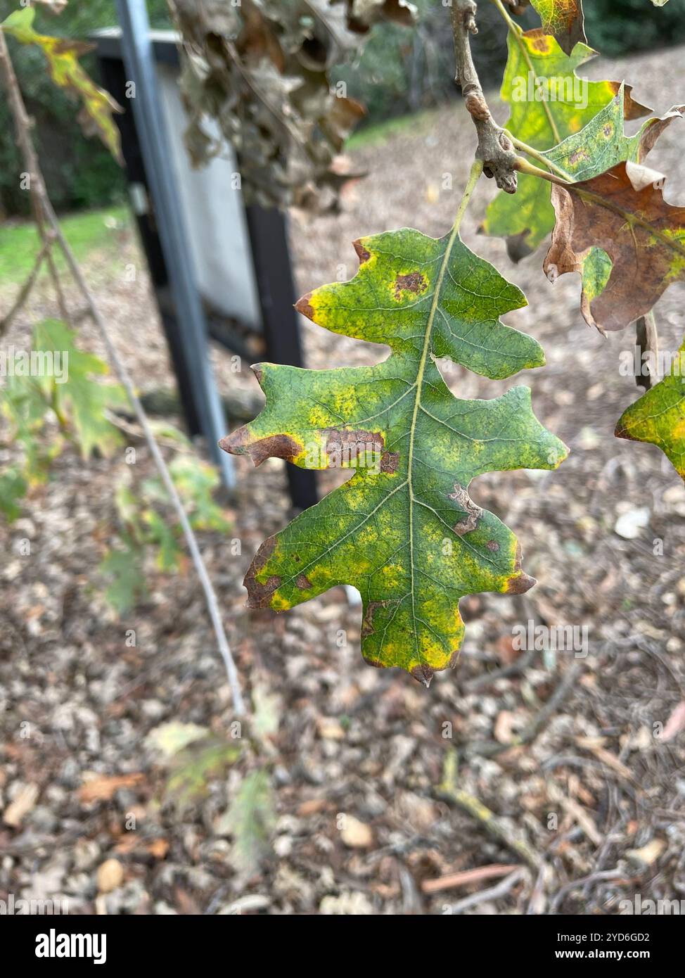 valley oak (Quercus lobata Stock Photo - Alamy